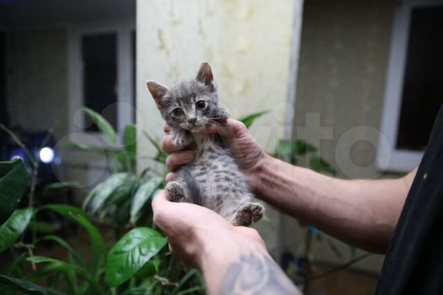 Котёнок. Ну Очень Ласковый Мальчик. Ищем Свой Дом