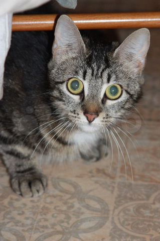Очаровательная, мраморная кошечка, 10 месяцев