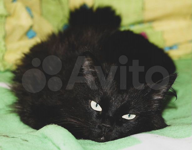 Очень нужен дом кошечке Жасмин